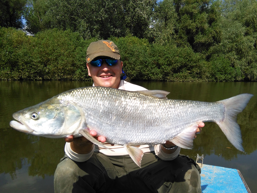t_peti - Balin - Haldorádó horgász áruház