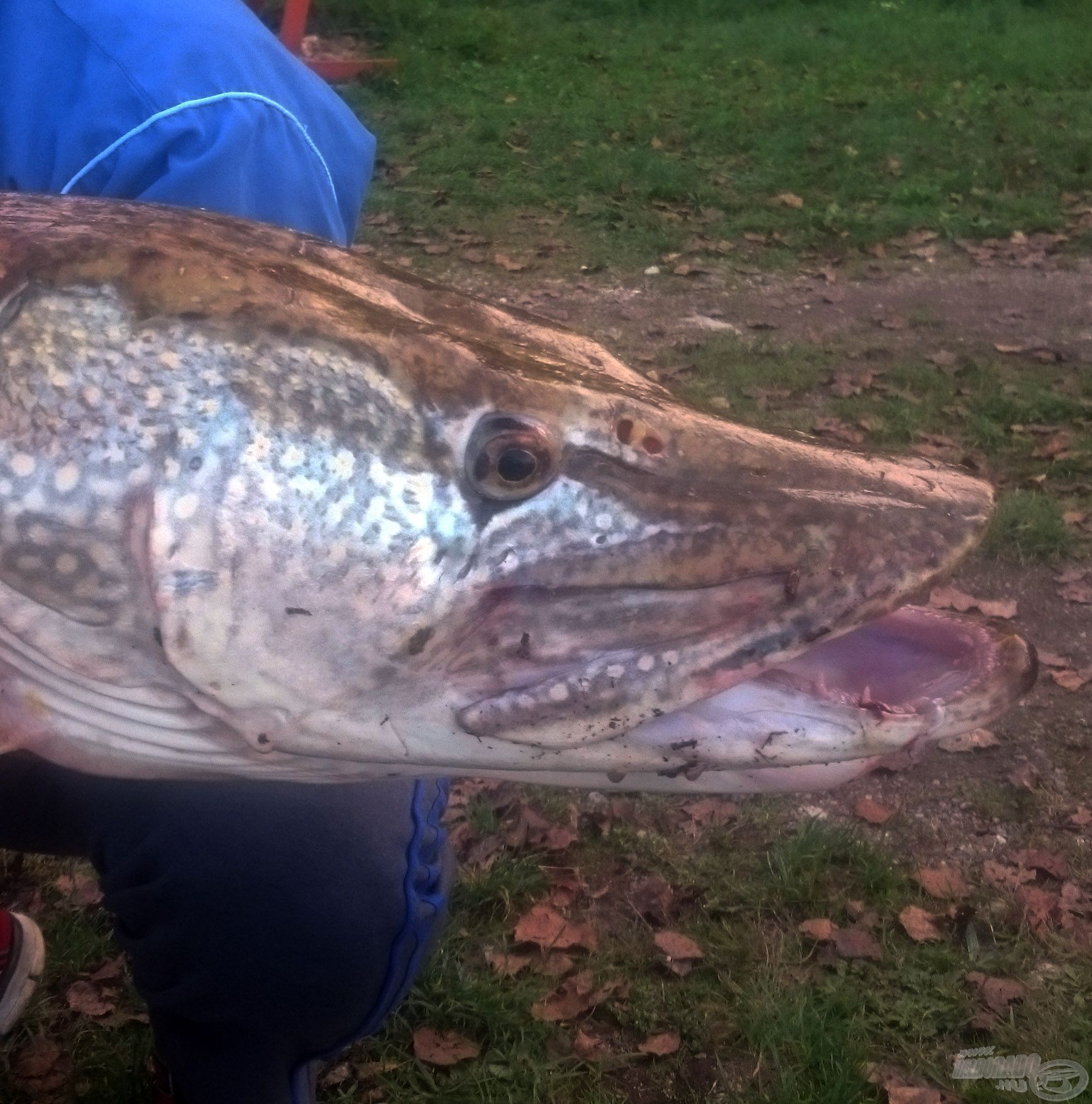 joker_ - Csuka - Haldorádó horgász áruház