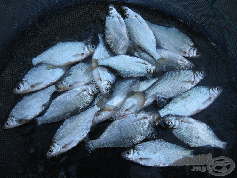 Írás - Dunai halak nyomában - Haldorádó horgász áruház